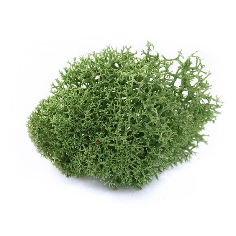 Acoustic Moss ceiling panels CEILING By Nordgröna