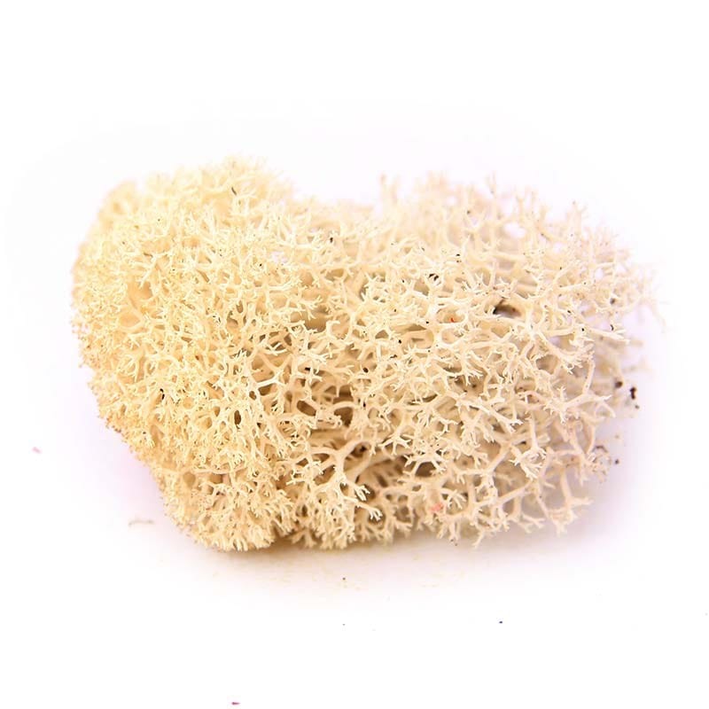 Acoustic Moss ceiling panels CEILING By Nordgröna