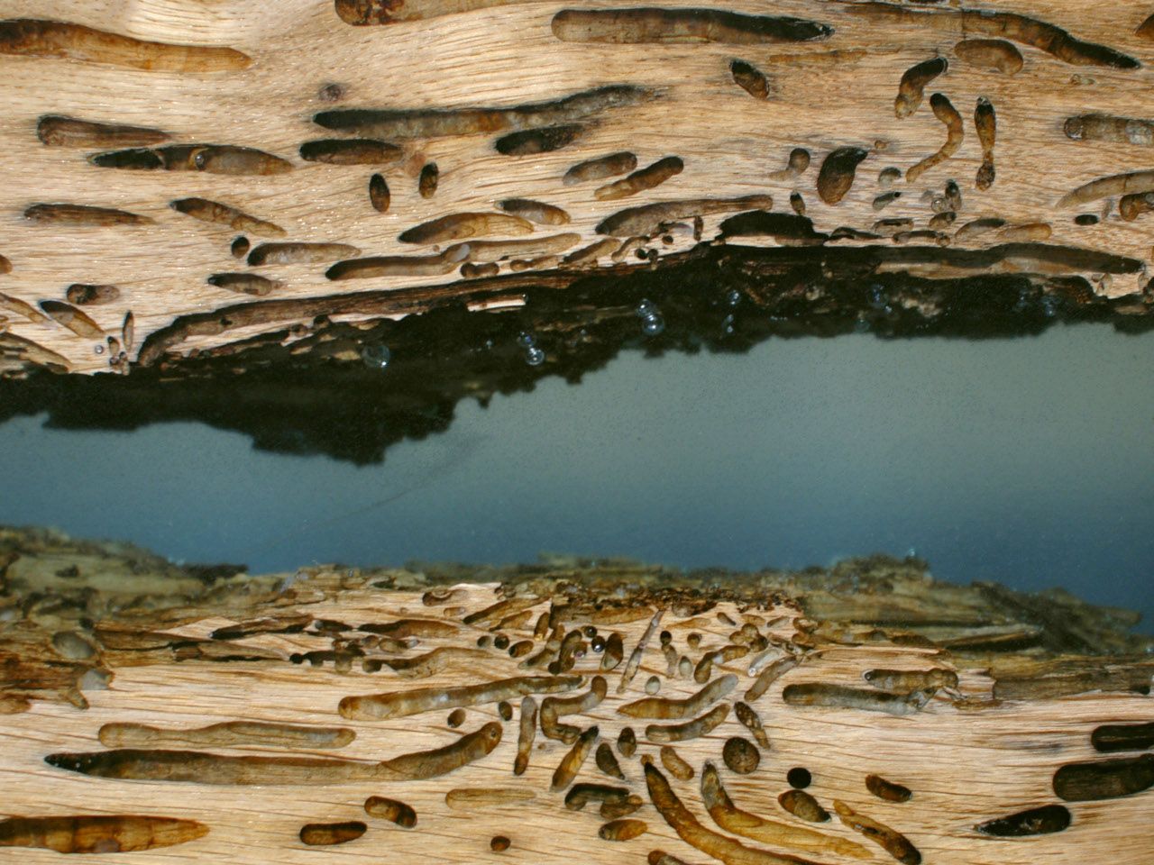 CHIMENTI | Table By alcarol design Andrea Forti, Eleonora Dal Farra