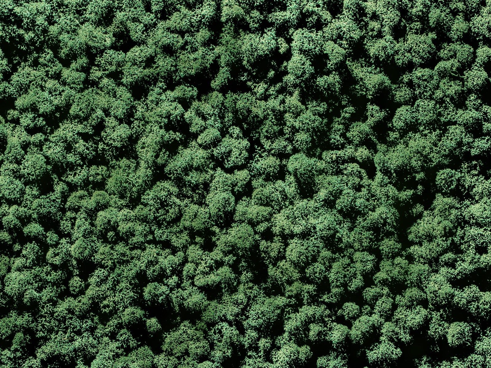 Moss wall EVERGREEN PREMIUM INDIVIDUALLY SHAPED By Freund GmbH