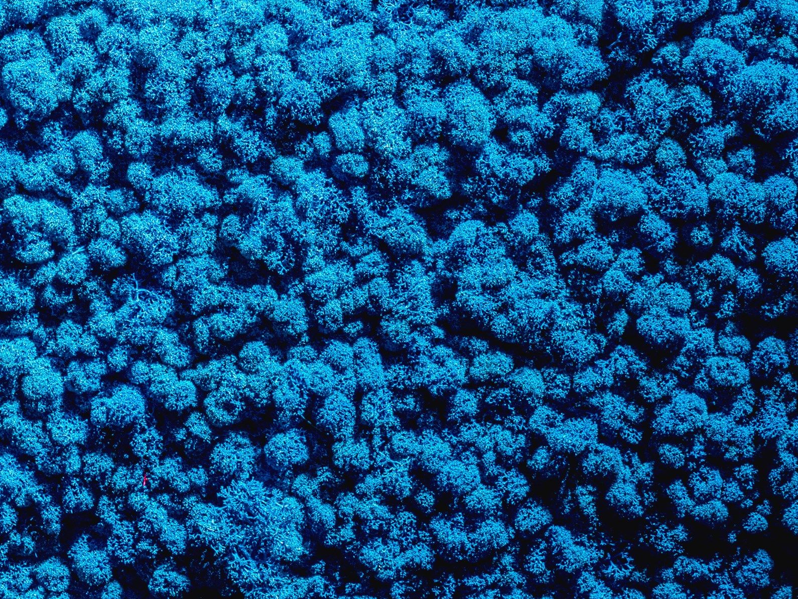 Muro vegetal de musgo EVERGREEN PREMIUM MOSS COLOR COMBINATION By ...