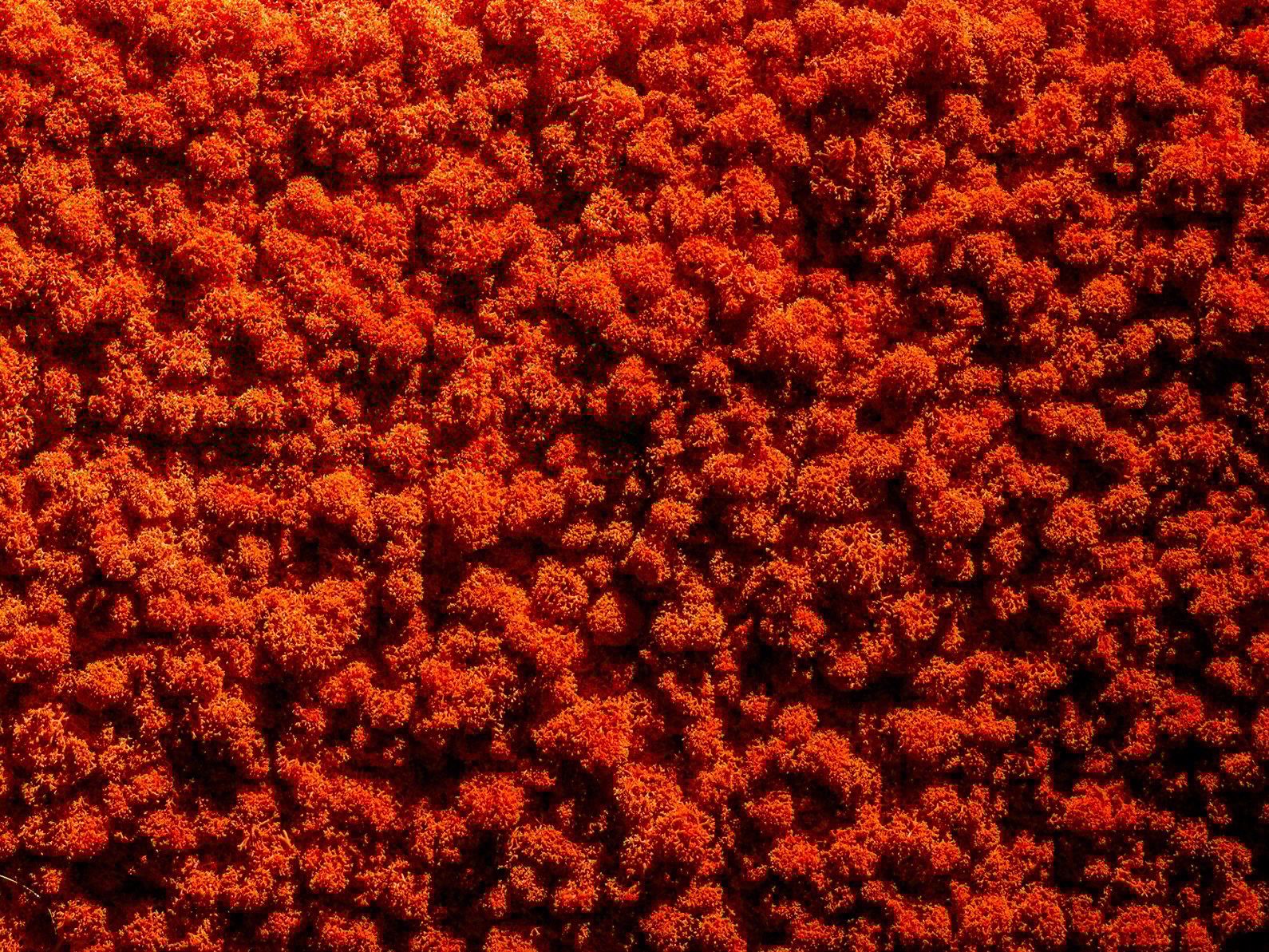 Grüne Wand aus Moos EVERGREEN PREMIUM MOOS FARBKOMBINATIONEN By Freund GmbH