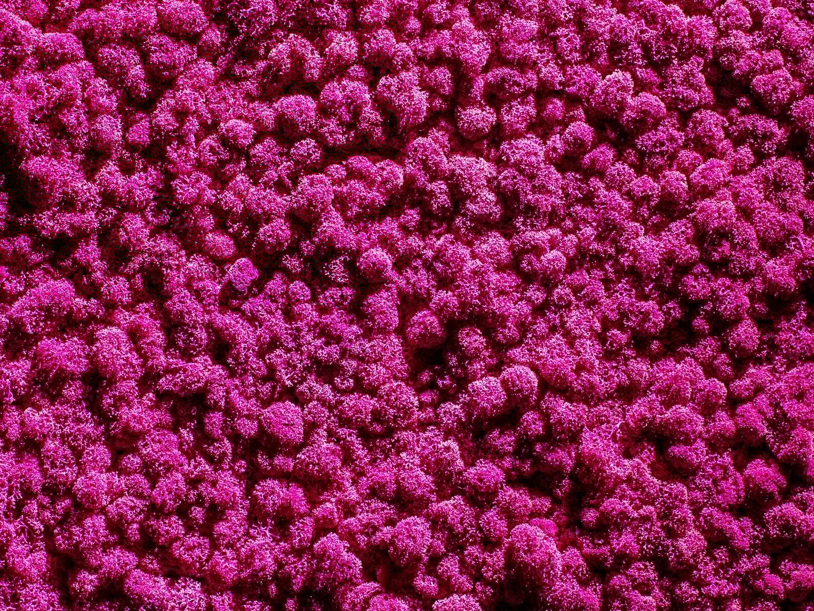 Moss indoor vertical garden EVERGREEN PREMIUM MOSS COLOR COMBINATION By ...