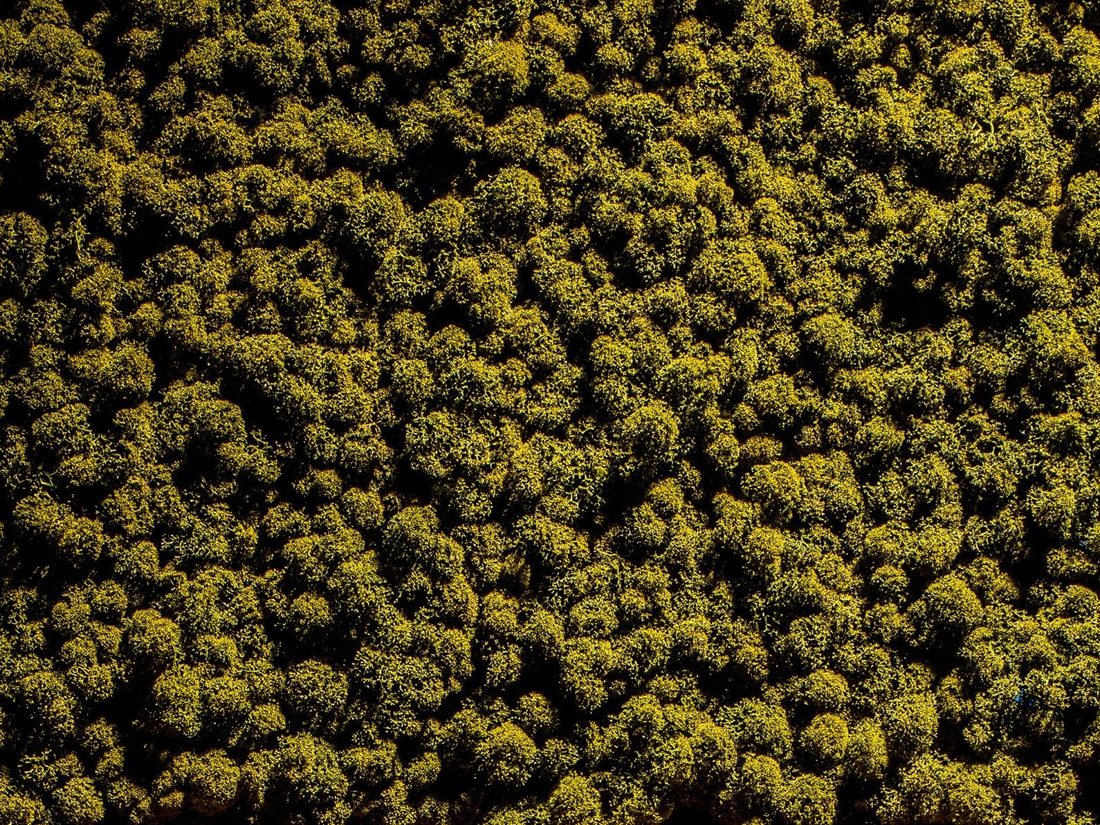 Moss indoor vertical garden EVERGREEN PREMIUM MOSS COLOR COMBINATION By ...