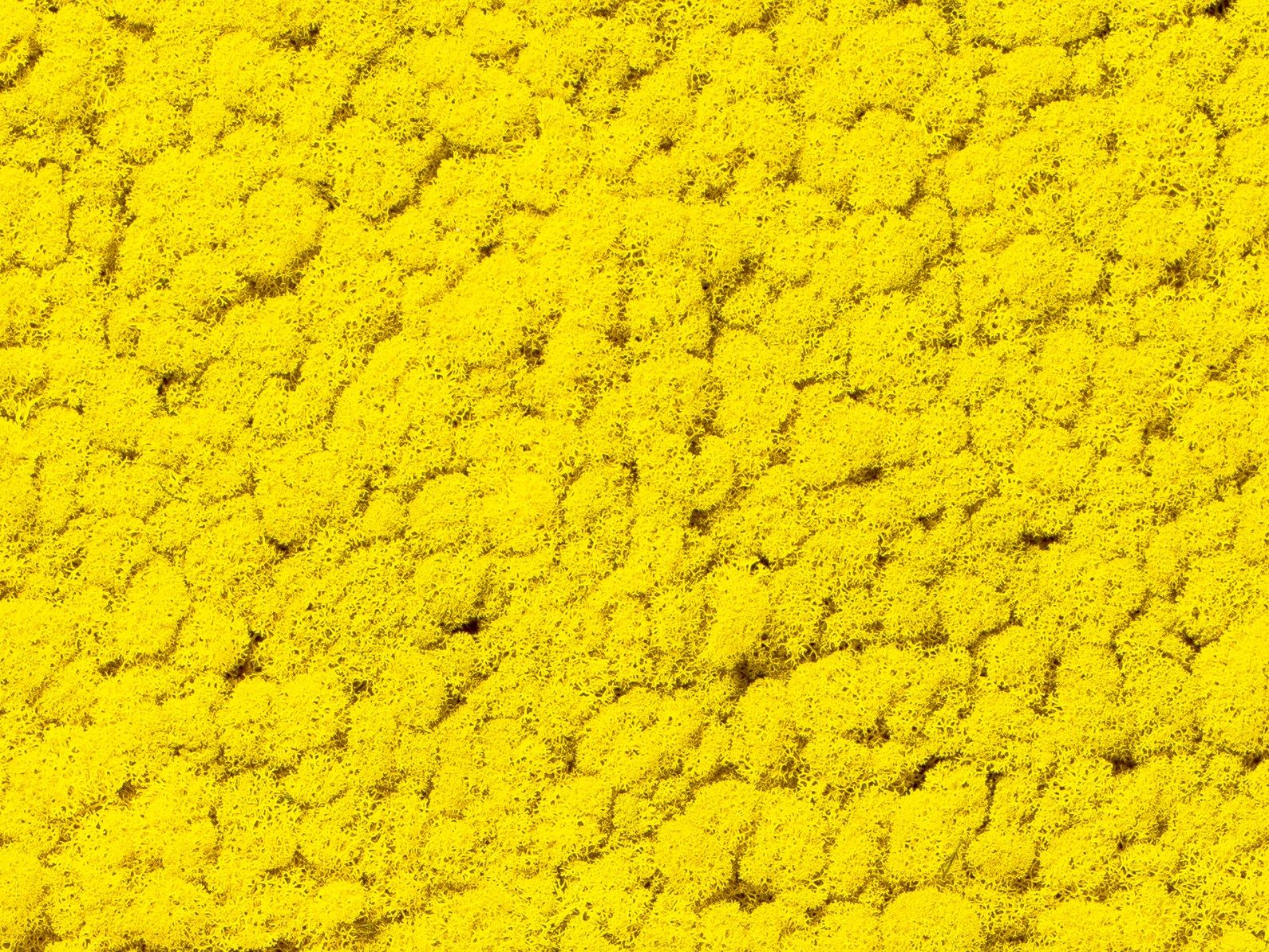 Moss indoor vertical garden EVERGREEN PREMIUM MOSS COLOR COMBINATION By ...