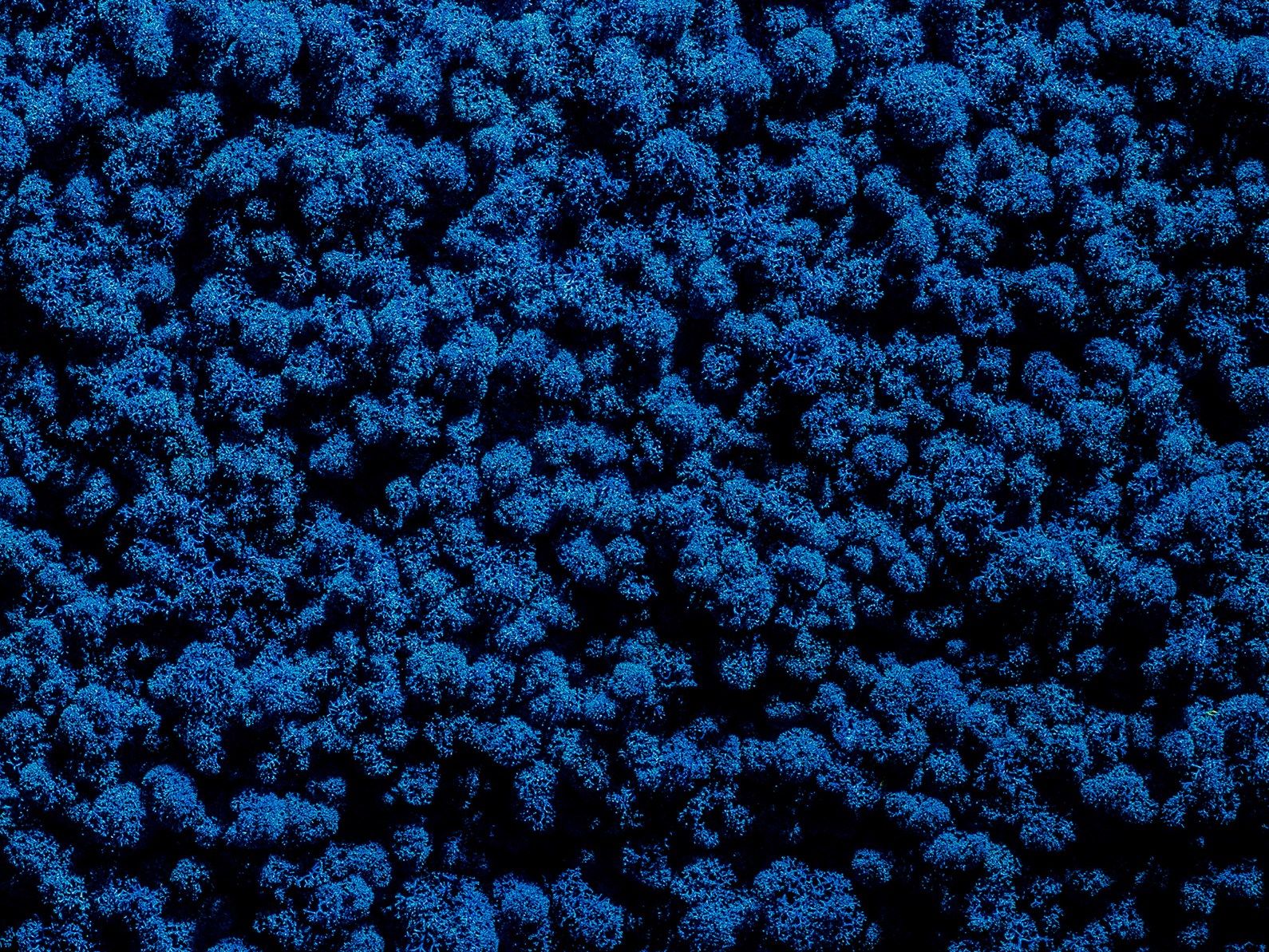 Moss indoor vertical garden EVERGREEN PREMIUM MOSS COLOR COMBINATION By ...