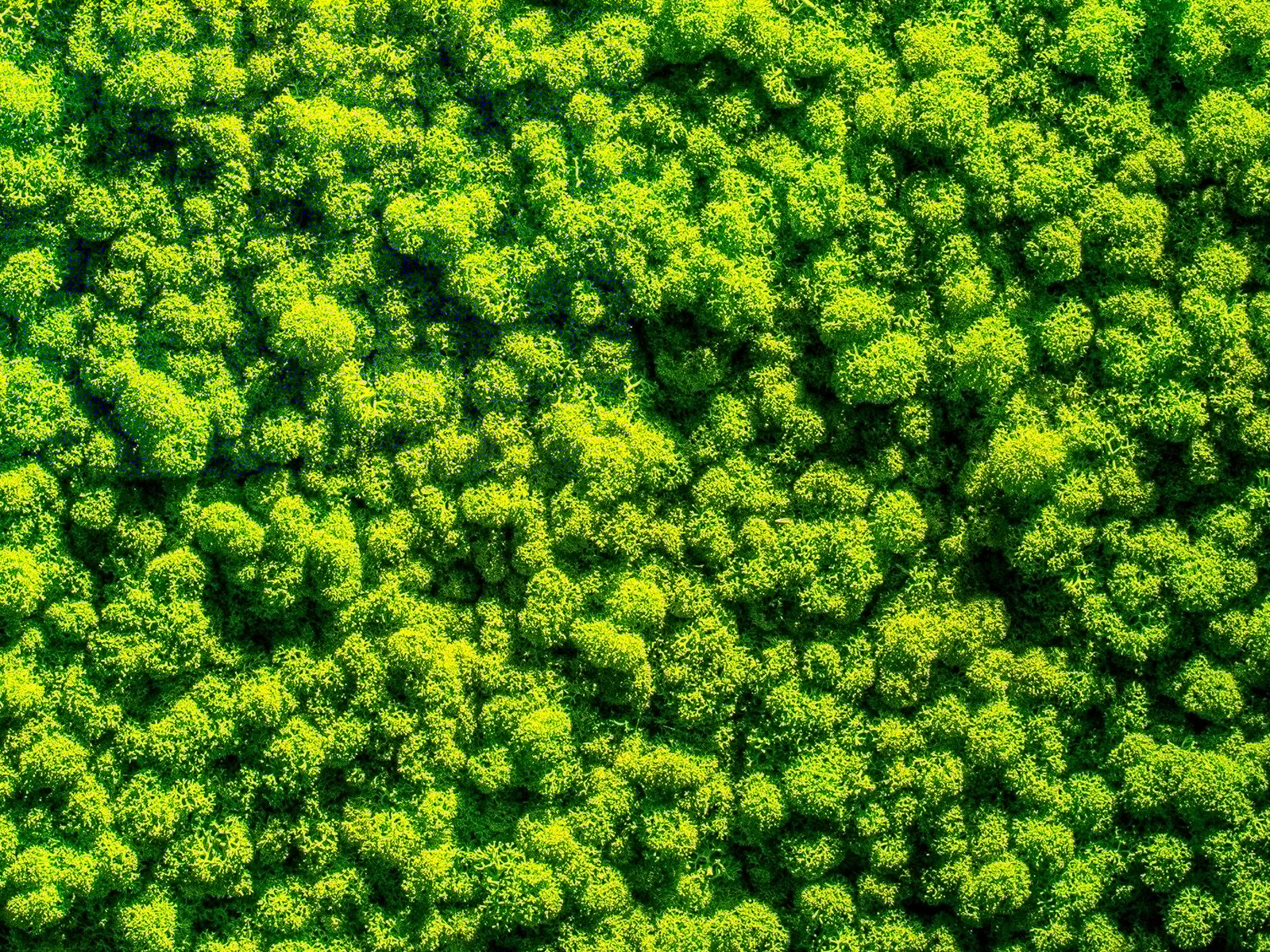 Mooswand EVERGREEN PREMIUM MOOSWÄNDE By Freund GmbH