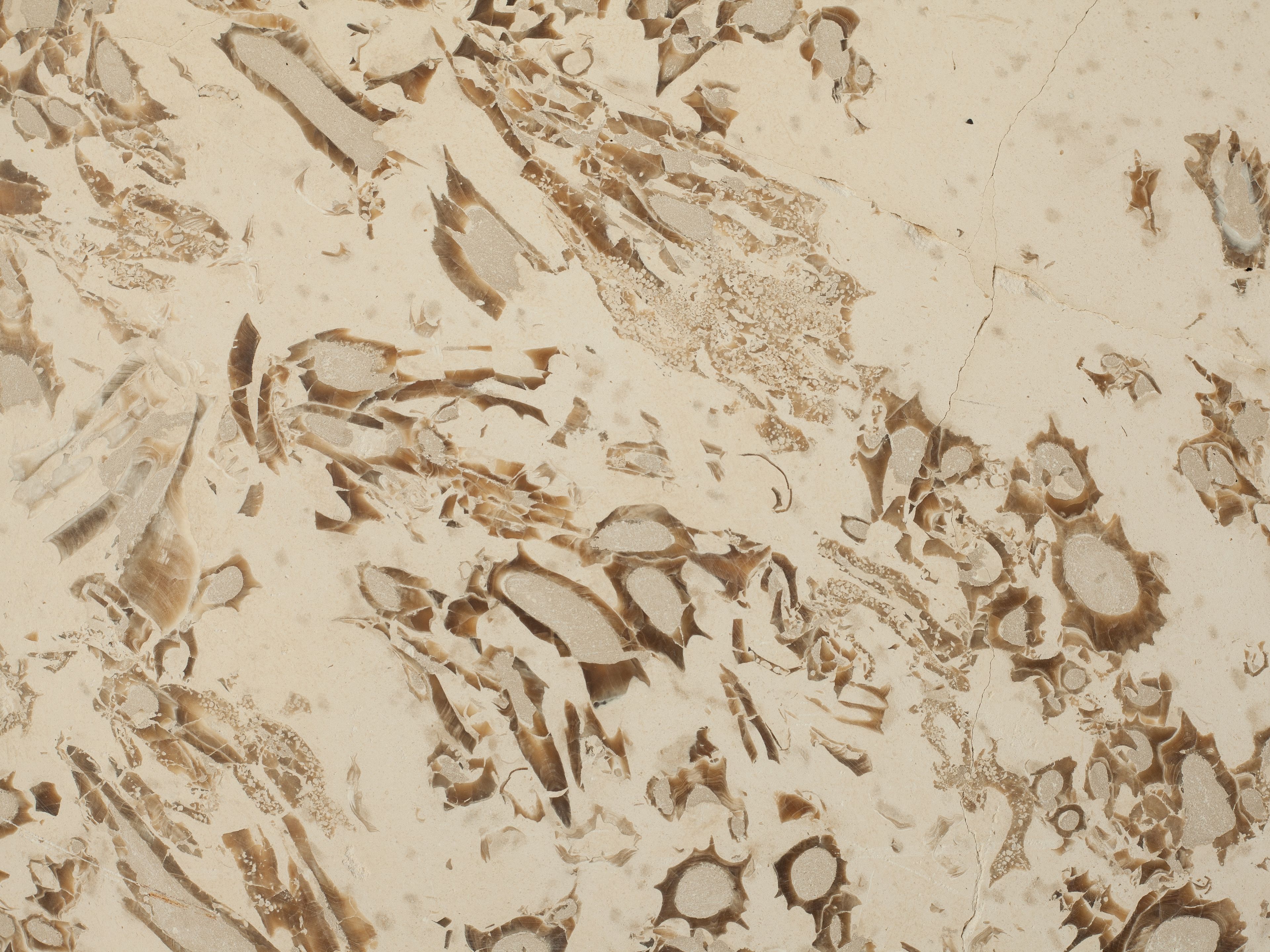 Natural stone wall/floor tiles FOSSIL By Naturalmente Puglia