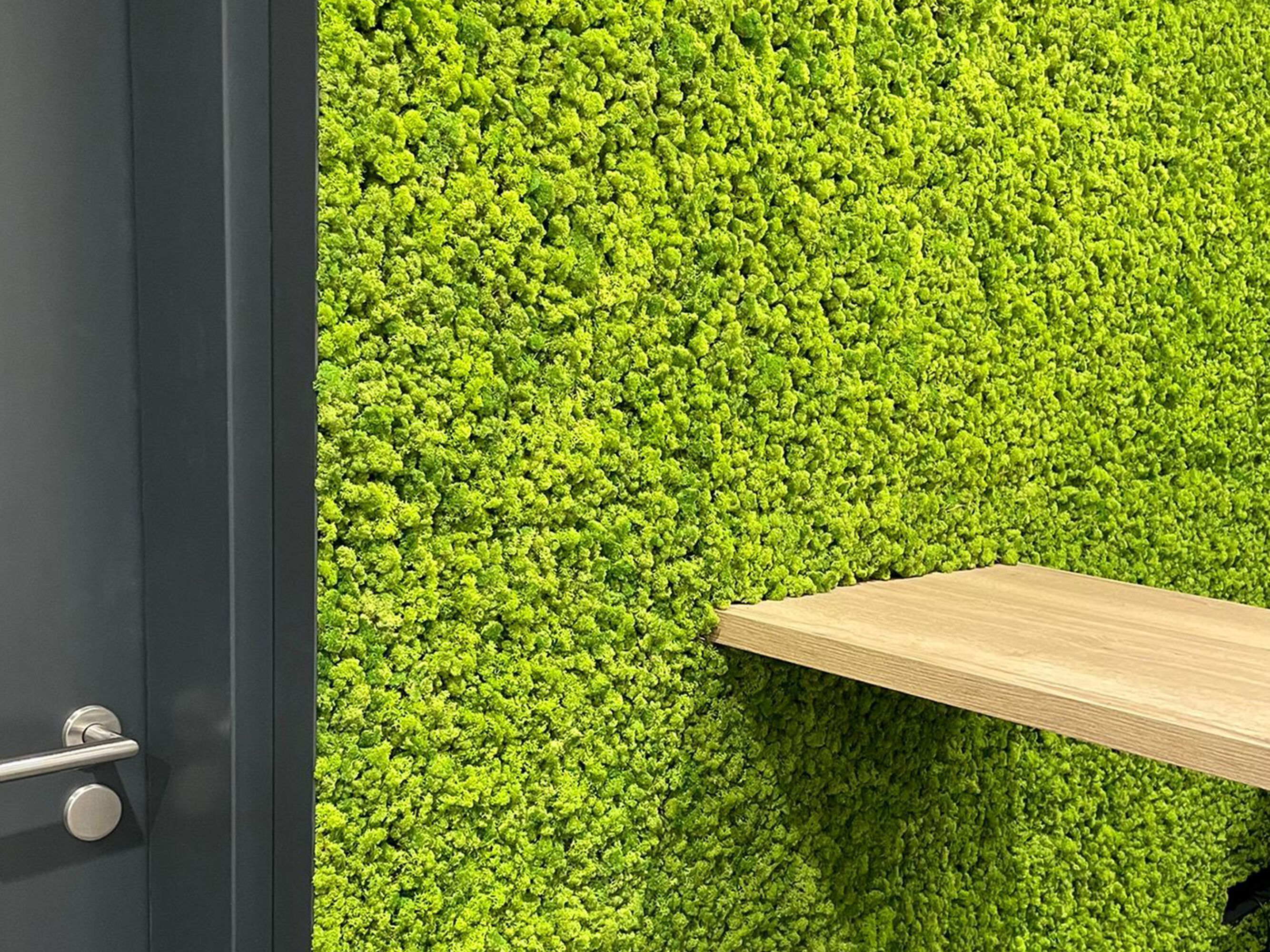 MOSS WALL EVERGREEN STANDARD Moss wall By Freund GmbH
