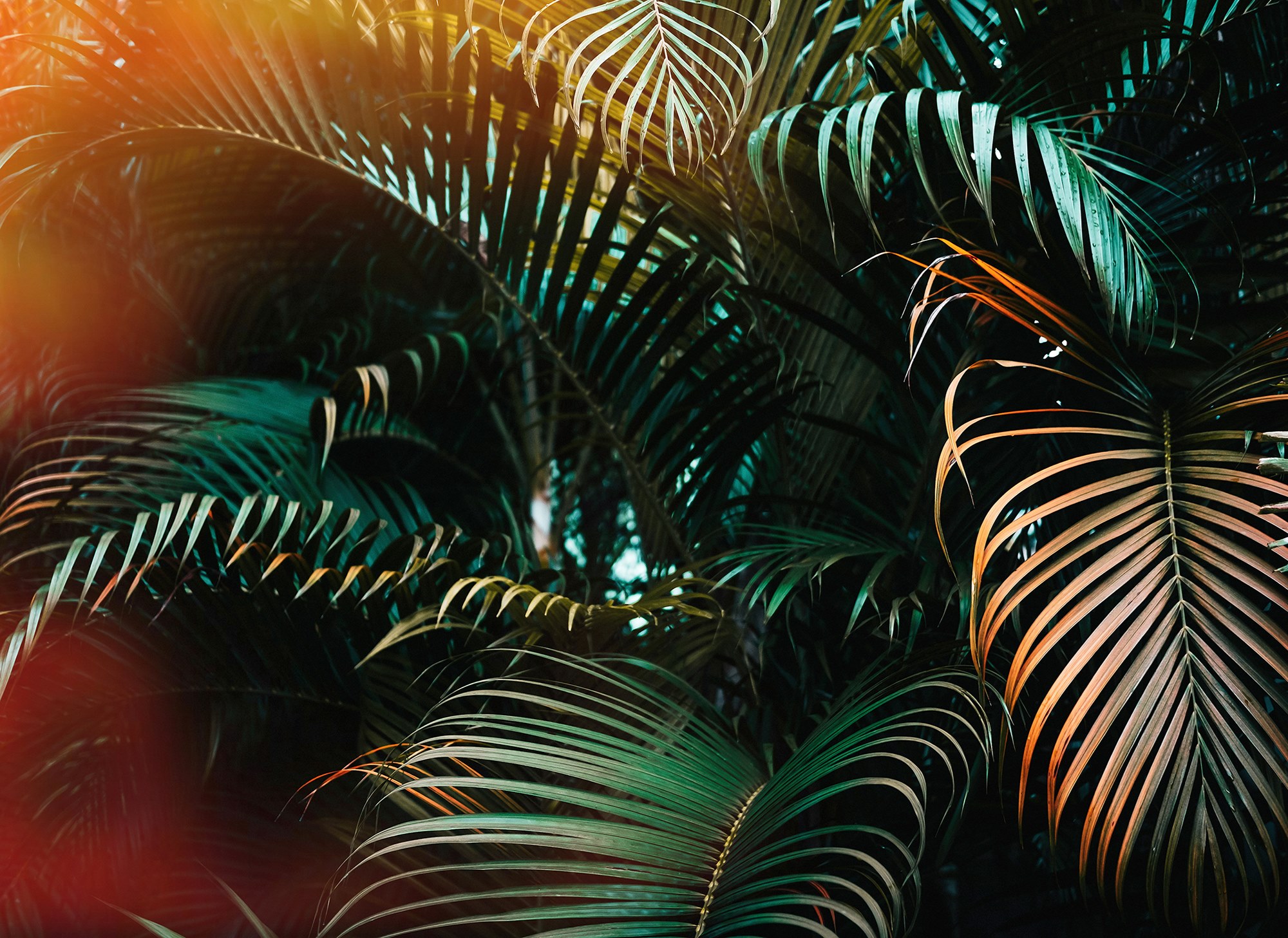 Nonwoven wallpaper JUNGLE COLOUR Designwalls Collection By Architects Paper
