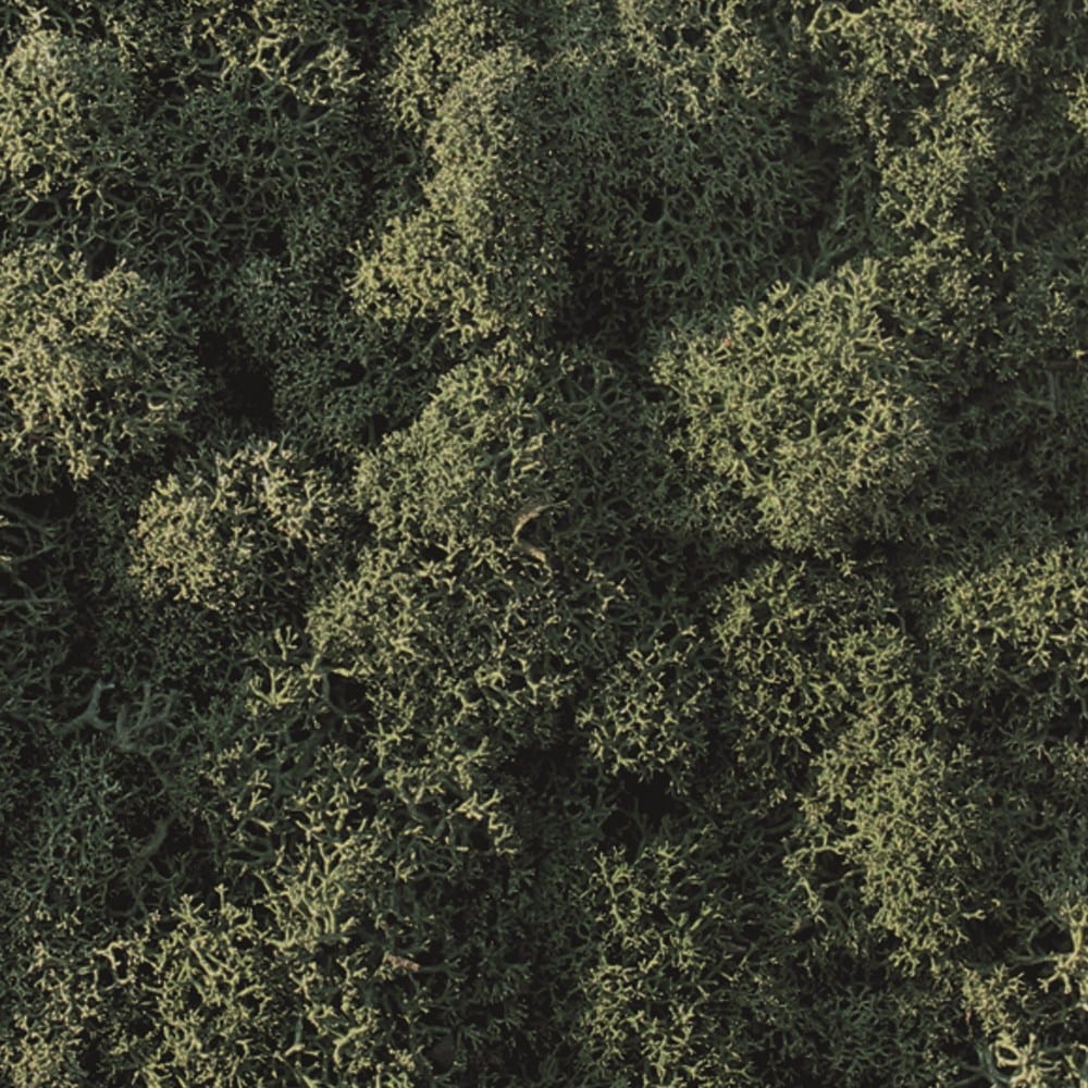 Lichen indoor vertical garden LICHEN By Adriani e Rossi edizioni