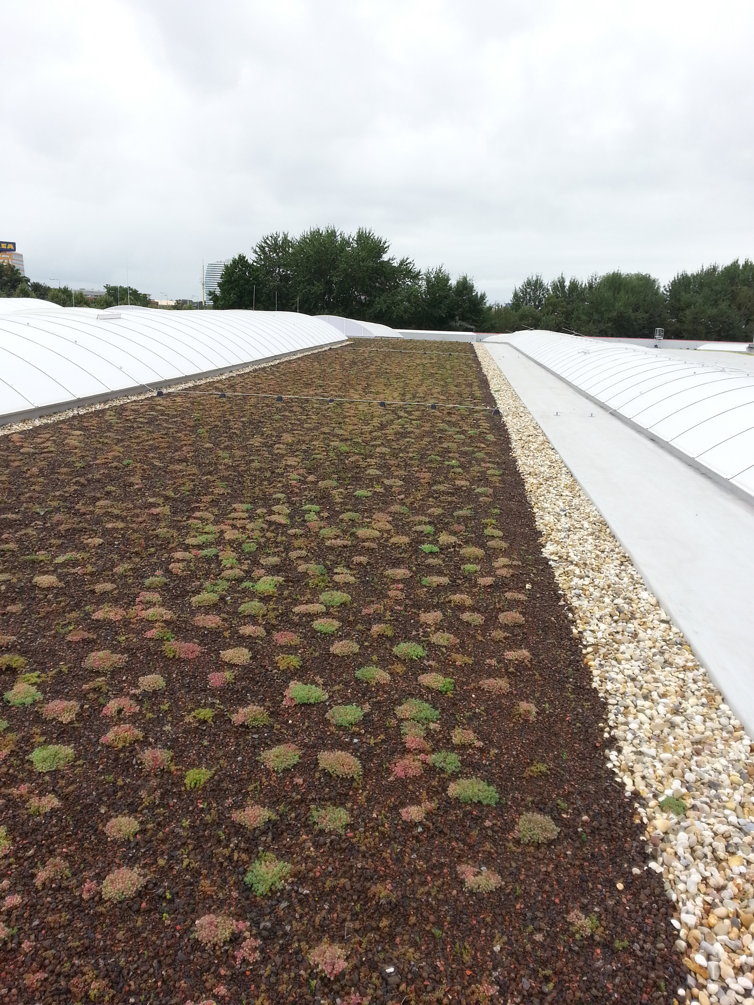 RENOLIT ALKORPLAN Green Roof garden system By RENOLIT ALKORPLAN