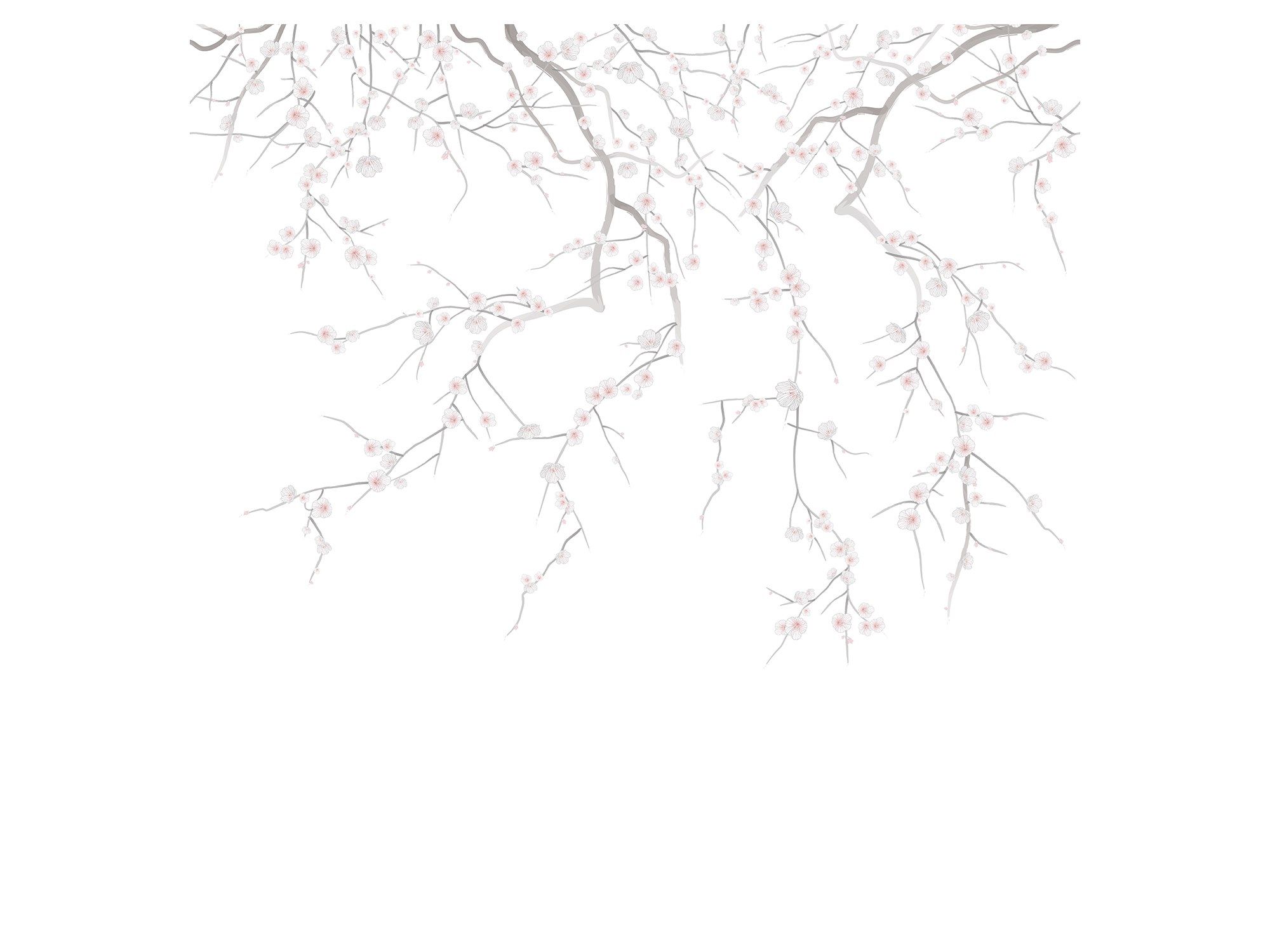 SAKURA Wallpaper By PaperMint