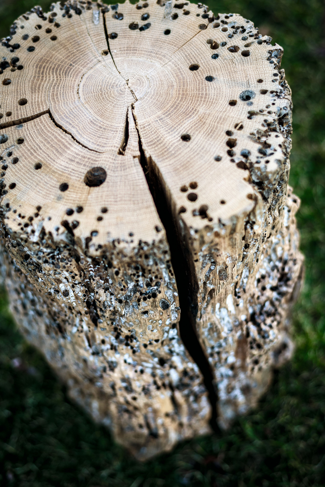 Low briccola wood garden stool BRICOLA VENEZIA By Riva 1920