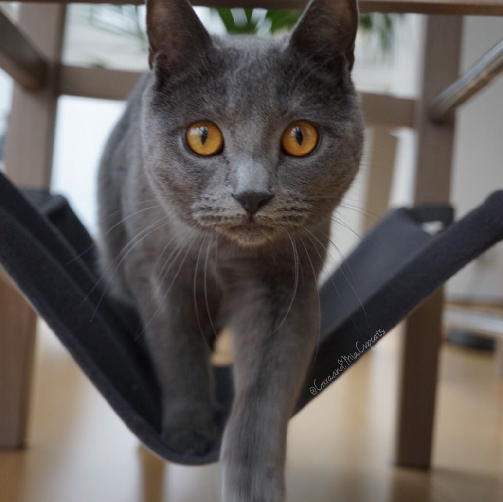 CHAIR HANGING MATS | Synthetic fibre cats hammock By Saveplace®