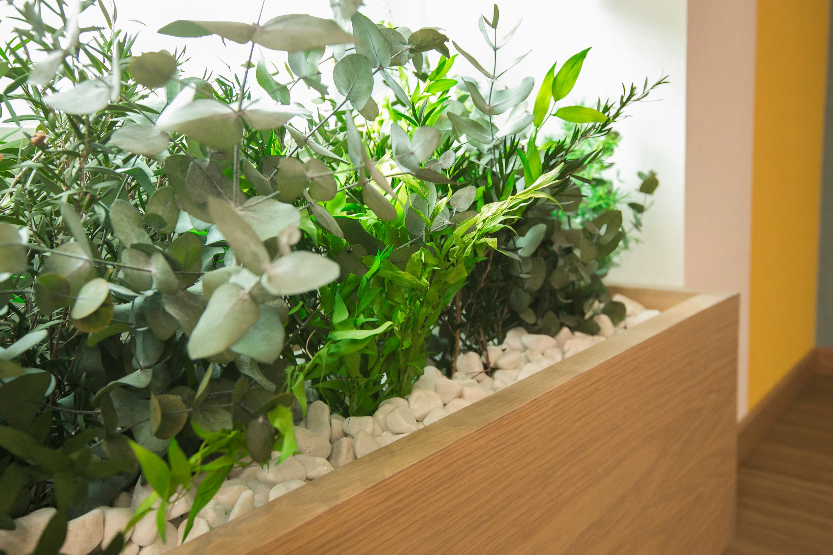 Piante stabilizzate CUSTOM PLANTERS By GREENAREA