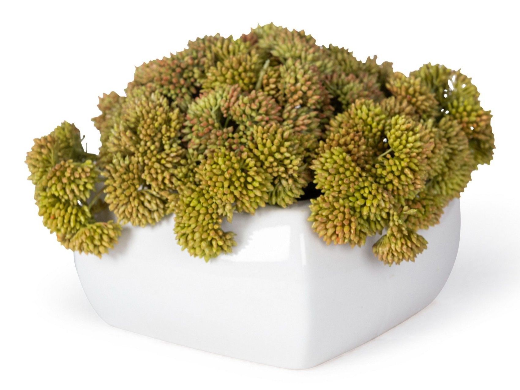 SQUARE SEDUM PLANT Floral composition with ceramic vase By VGnewtrend